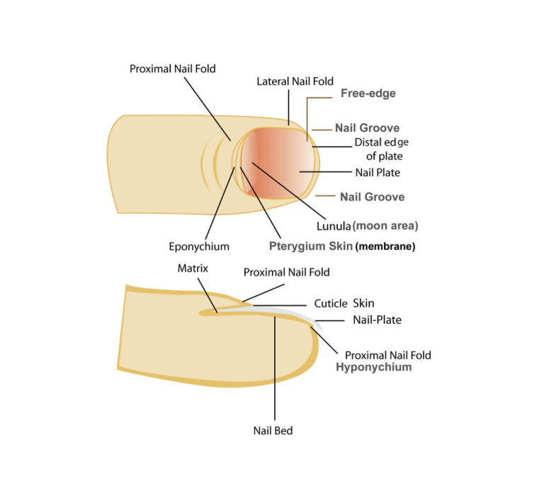 Nail Anatomy - Mink Pro